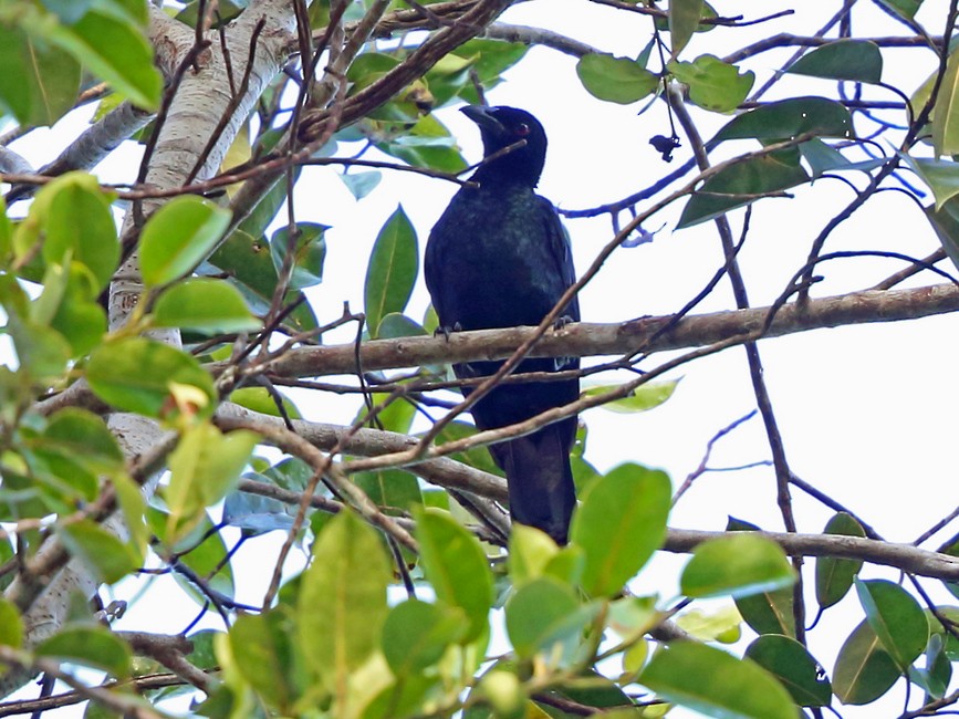 Jobi Manucode - eBird