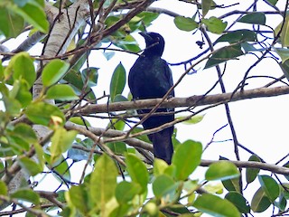 Jobi Manucode - eBird