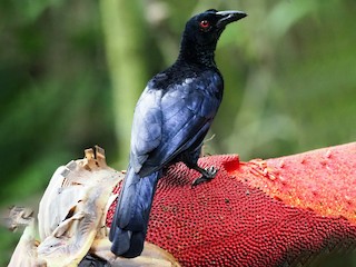 Crinkle-collared Manucode - eBird
