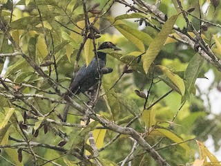 Jobi Manucode - eBird