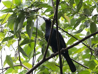 Glossy-mantled Manucode - eBird