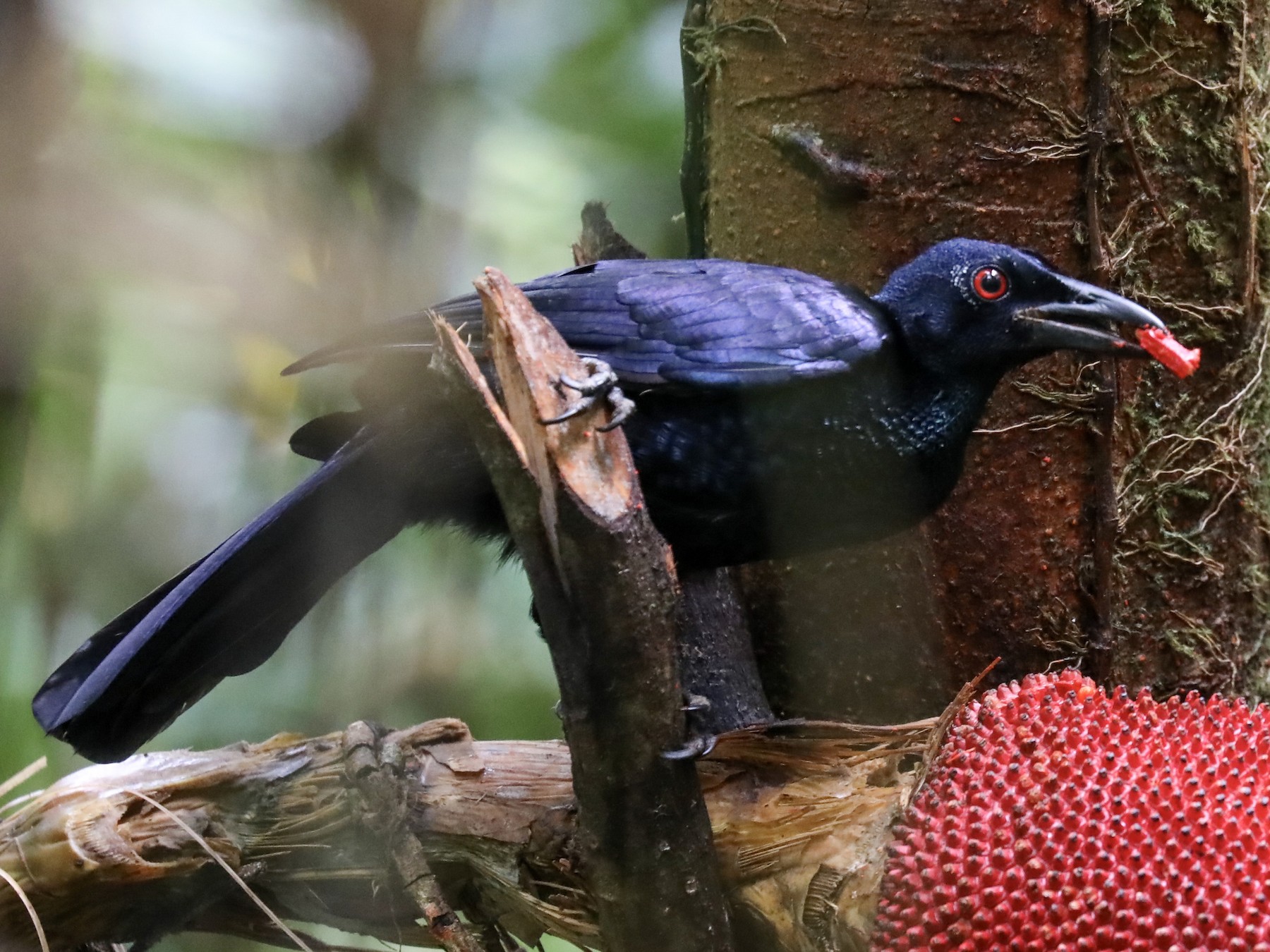 Glossy-mantled Manucode - eBird
