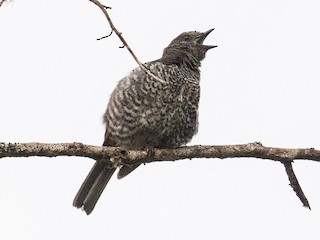 King-of-Saxony Bird-of-Paradise - eBird