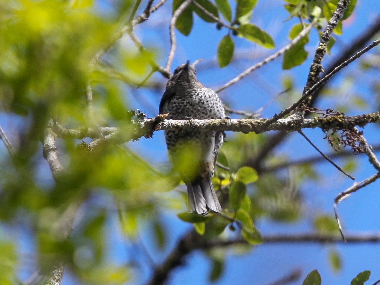 King-of-Saxony Bird-of-Paradise - eBird