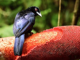 Glossy-mantled Manucode - eBird