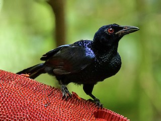 Glossy-mantled Manucode - eBird