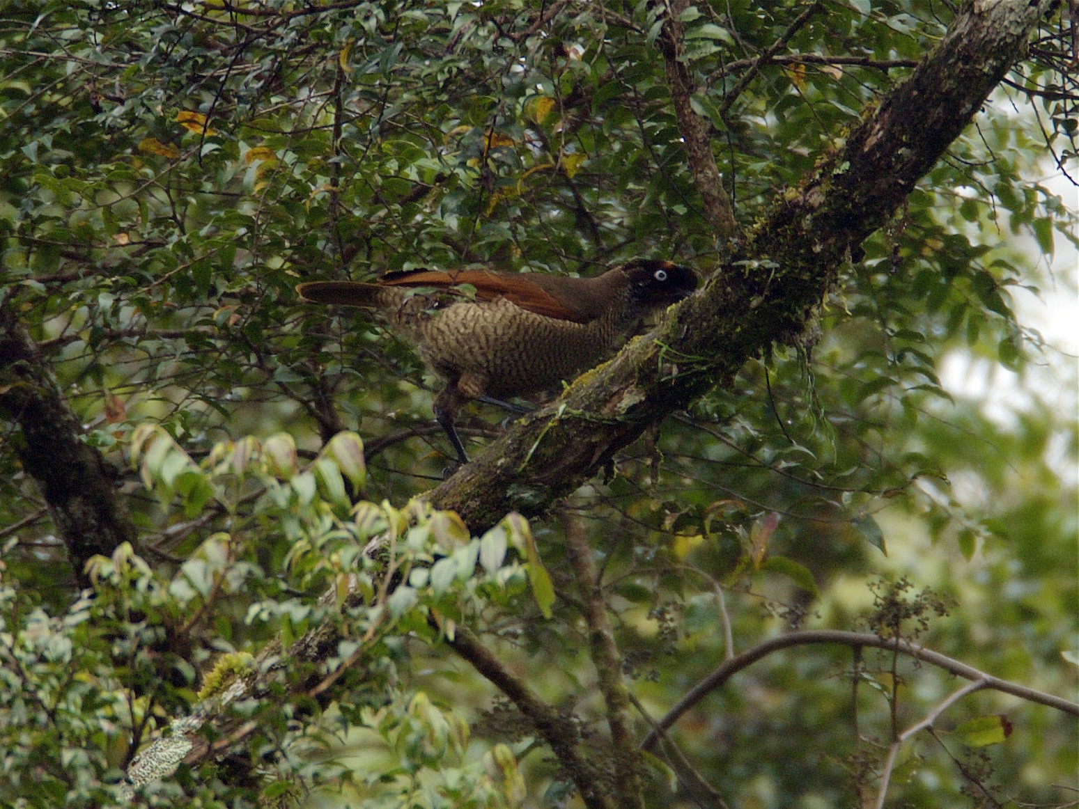 Bronze Parotia - eBird