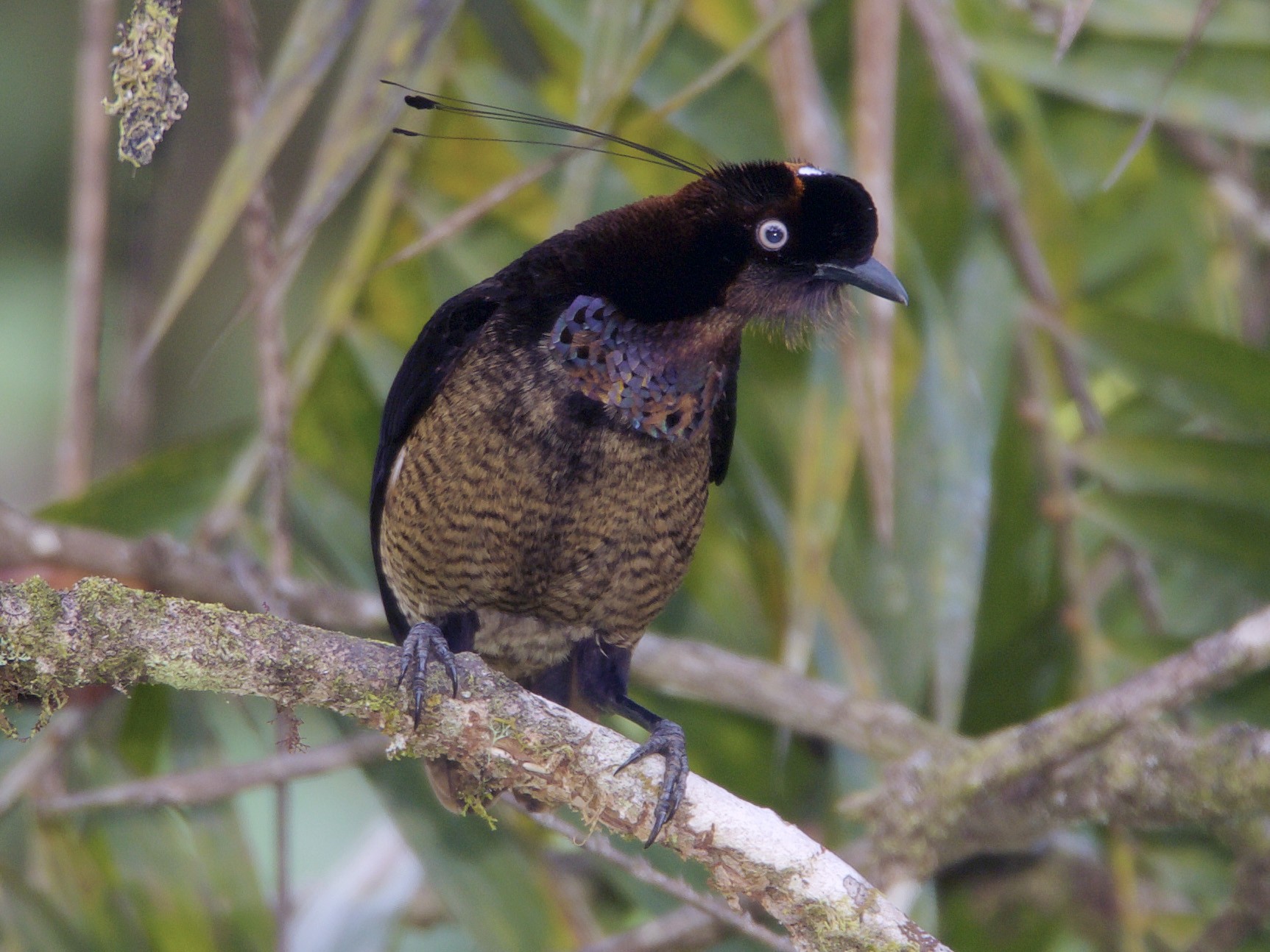 Berlepsch' Parotia - eBird
