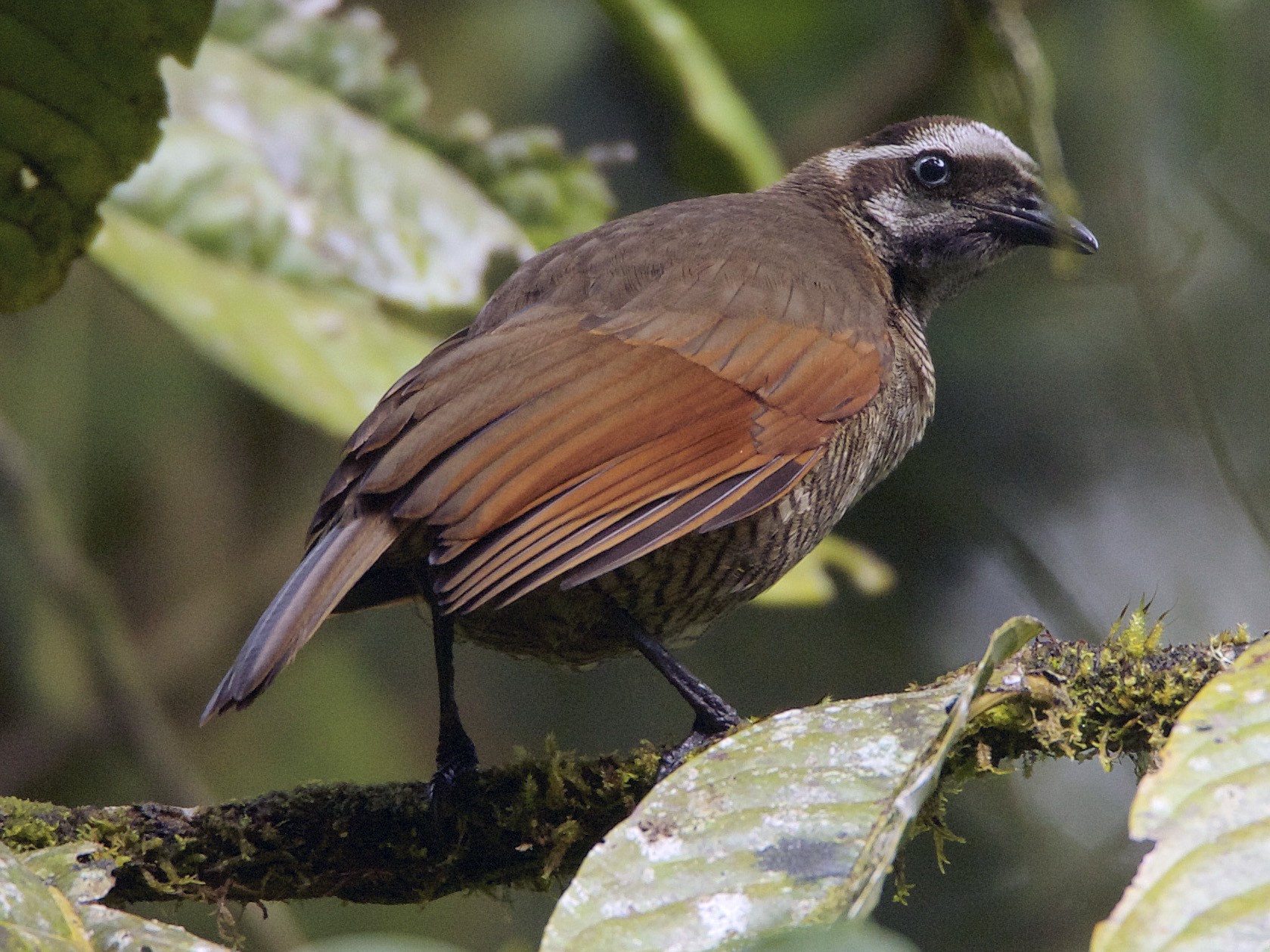 Berlepsch' Parotia - eBird