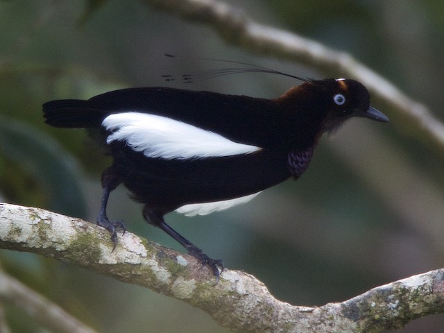 Photos - Bronze Parotia - Parotia berlepschi - Birds of the World