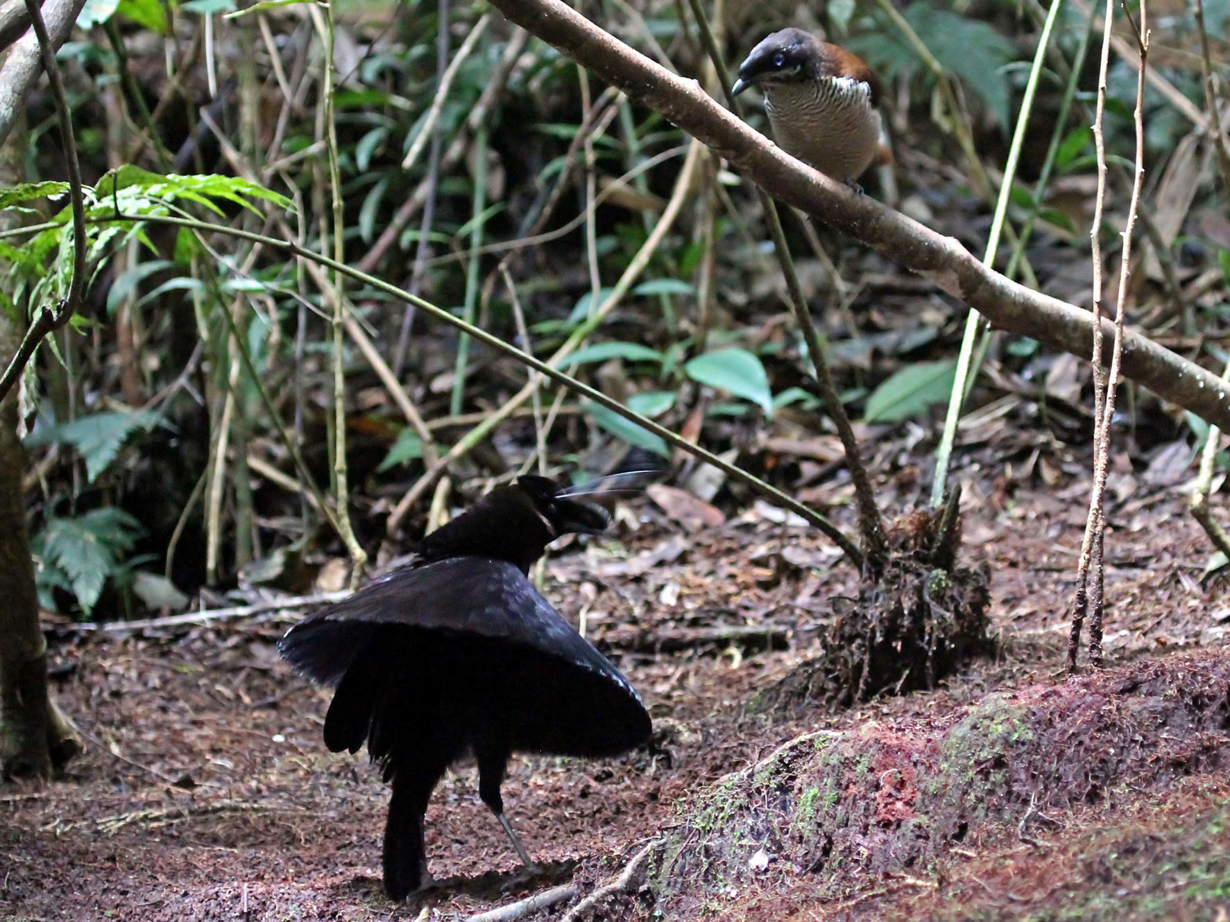 Western Parotia - eBird