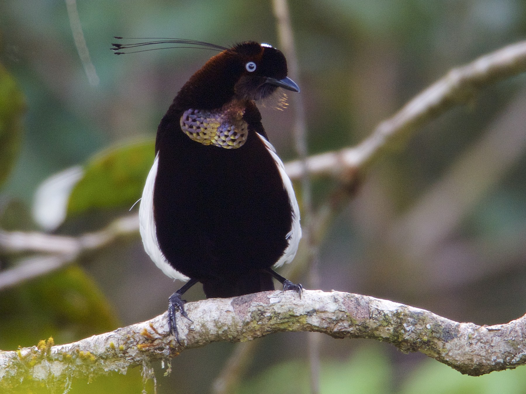 Berlepsch' Parotia - eBird