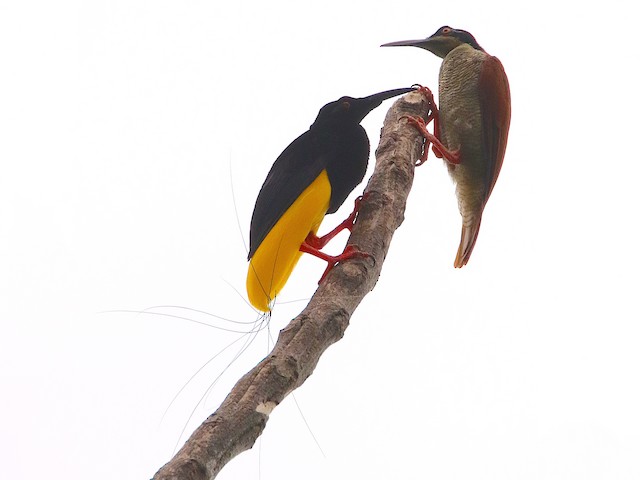 Photos - Twelve-wired Bird-of-Paradise - Seleucidis melanoleucus ...