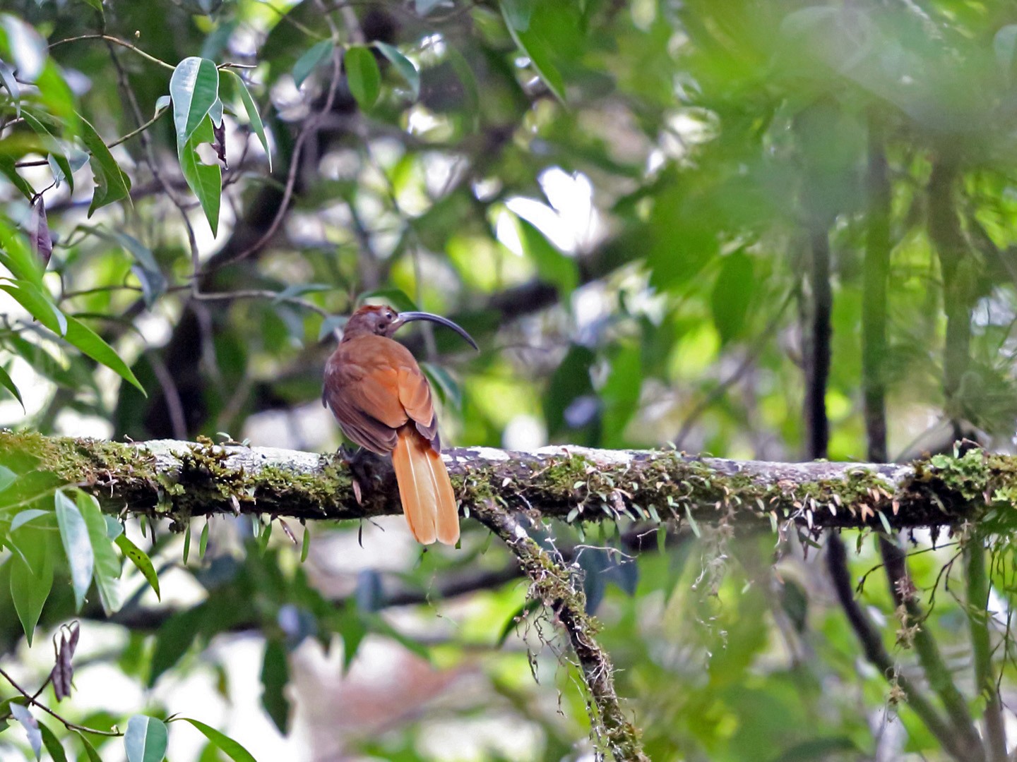 Black-billed Sicklebill - eBird