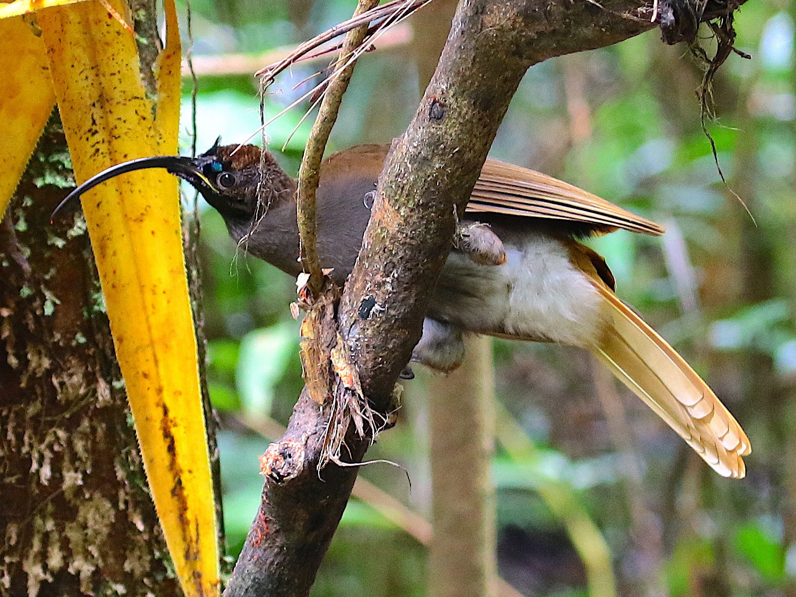 Black-billed Sicklebill - eBird