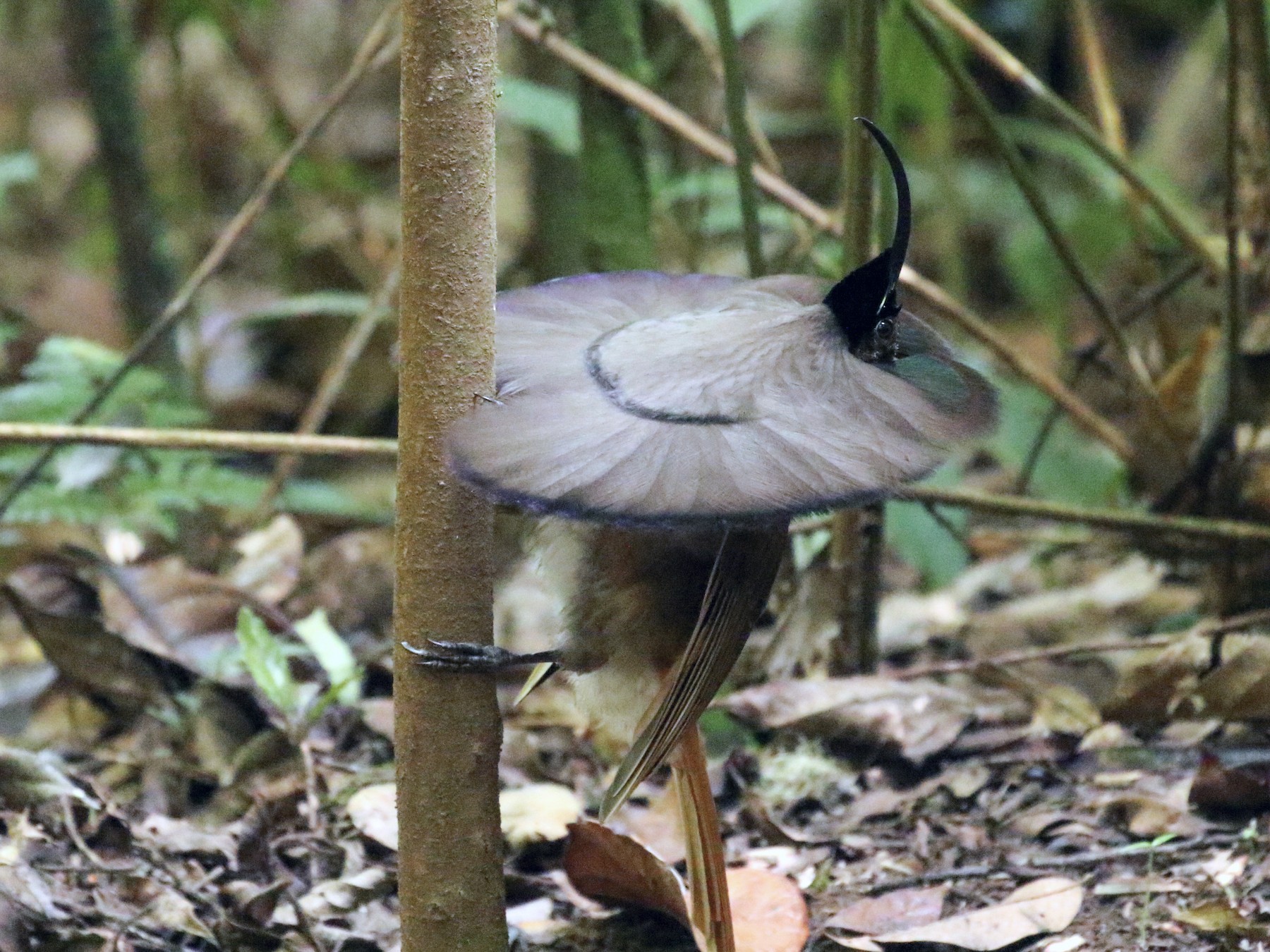Black-billed Sicklebill - eBird