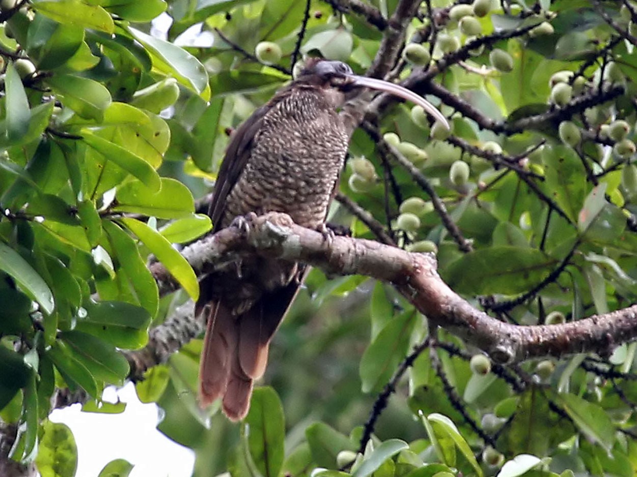 Pale-billed Sicklebill - eBird