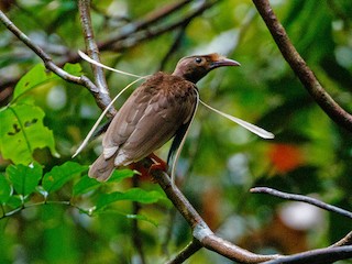 Standardwing Bird-of-Paradise - eBird