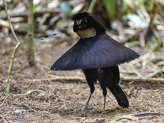 Western Parotia - eBird
