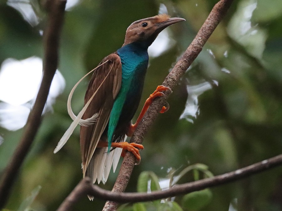 Standardwing Bird-of-Paradise - eBird