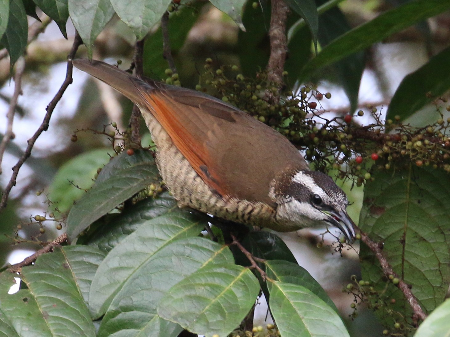 Greater Lophorina - eBird