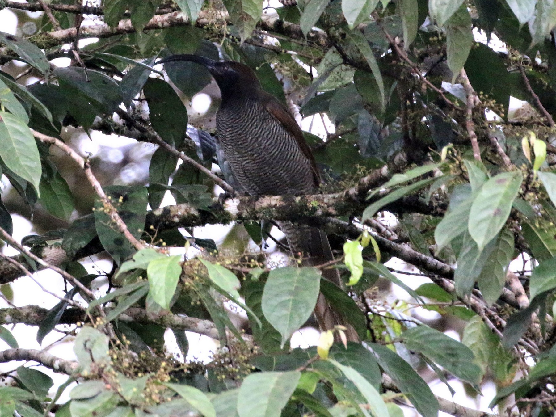 Black Sicklebill - eBird