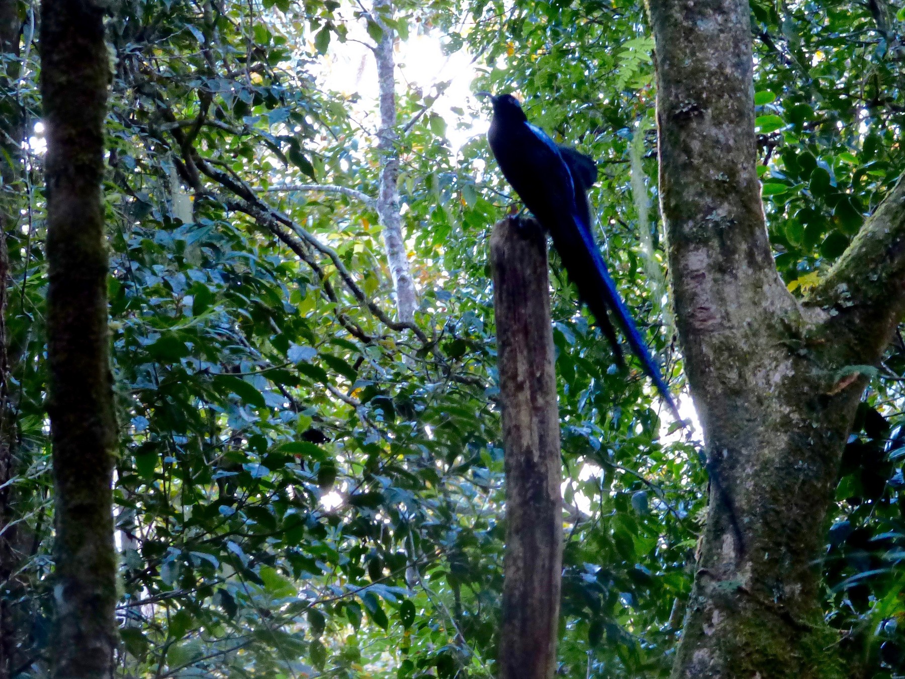 Black Sicklebill - eBird