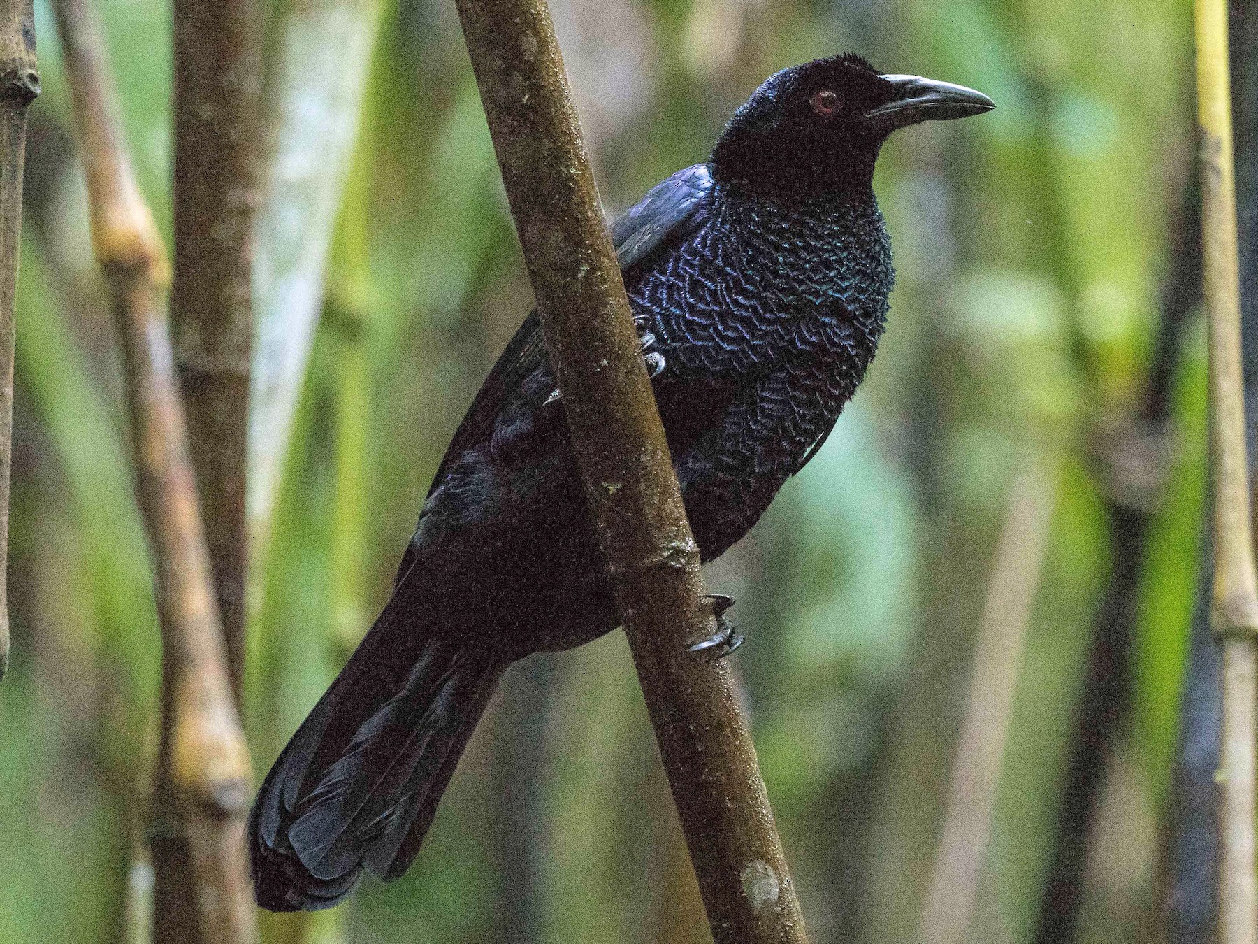 Crinkle-collared Manucode - eBird