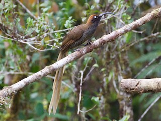 Brown Sicklebill - eBird