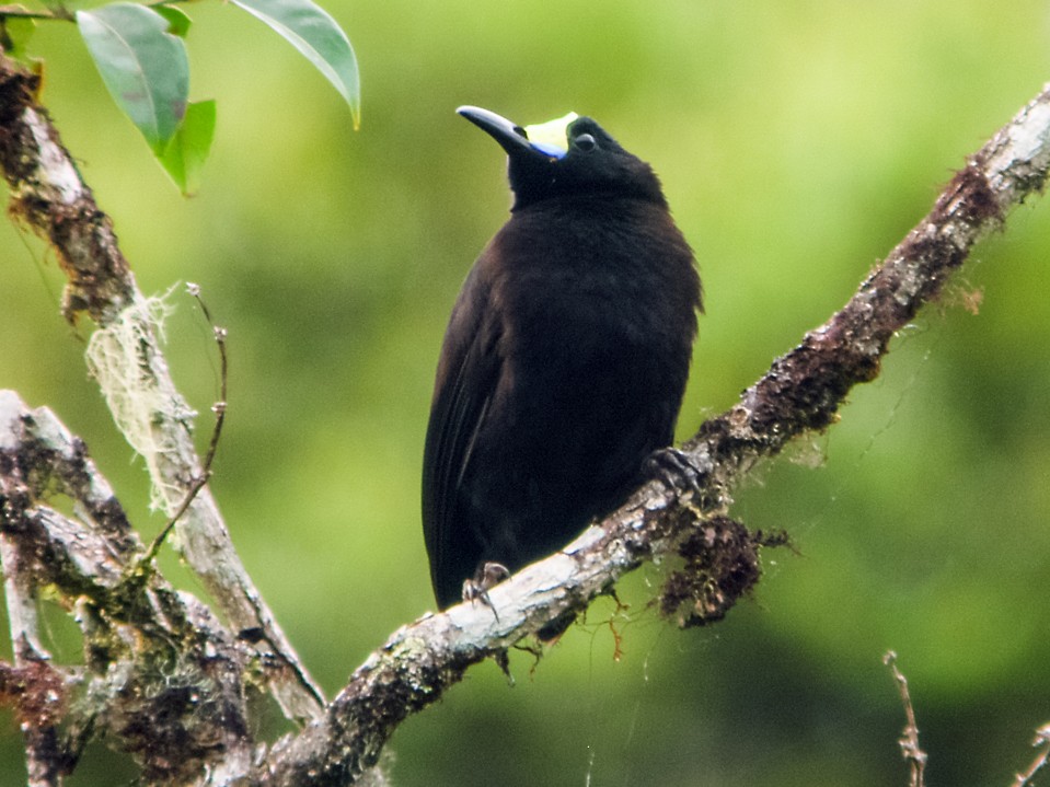 Short-tailed Paradigalla - eBird