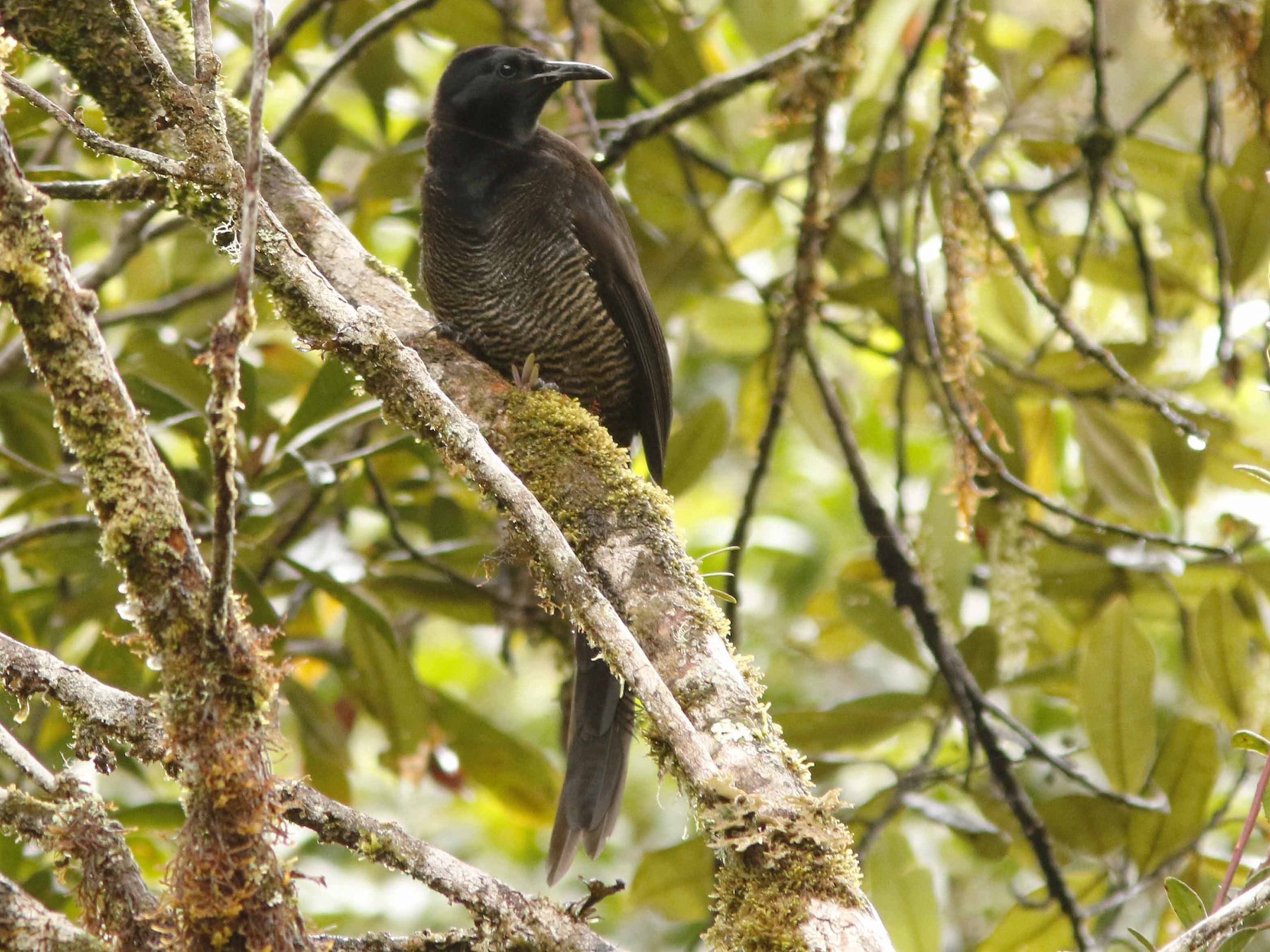 Splendid Astrapia - eBird