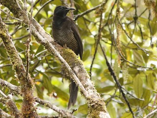 Splendid Astrapia - eBird