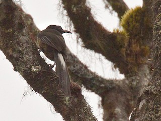Splendid Astrapia - eBird
