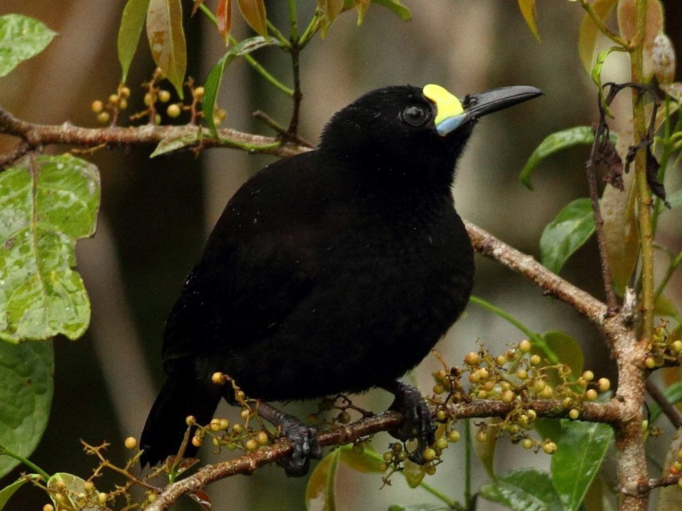 Short-tailed Paradigalla - Paradigalla brevicauda - Birds of the World