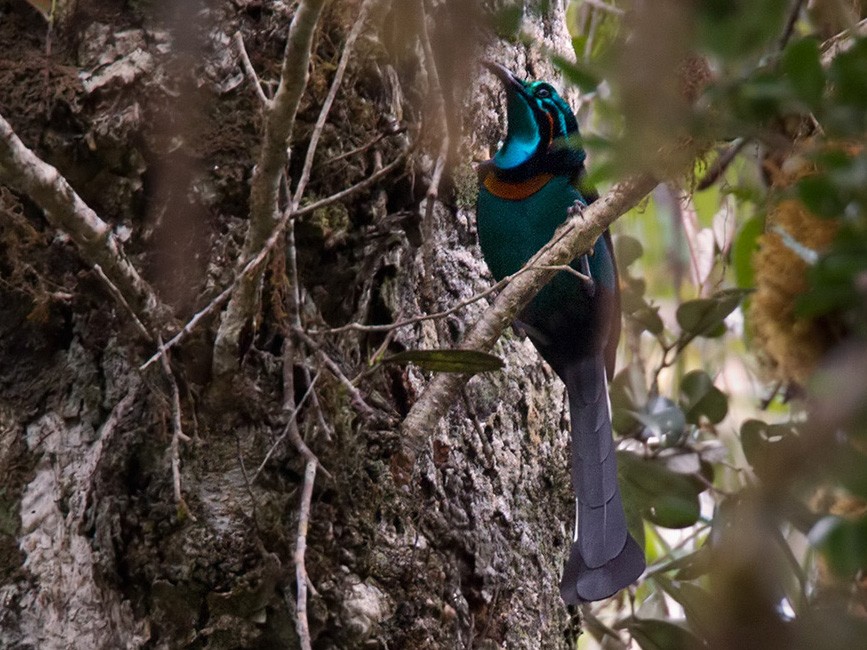 Splendid Astrapia - eBird