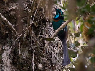 Splendid Astrapia - eBird
