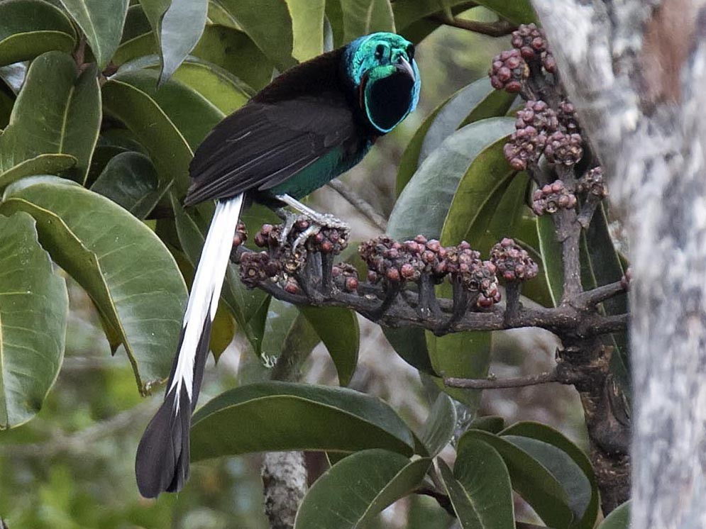 Splendid Astrapia - eBird