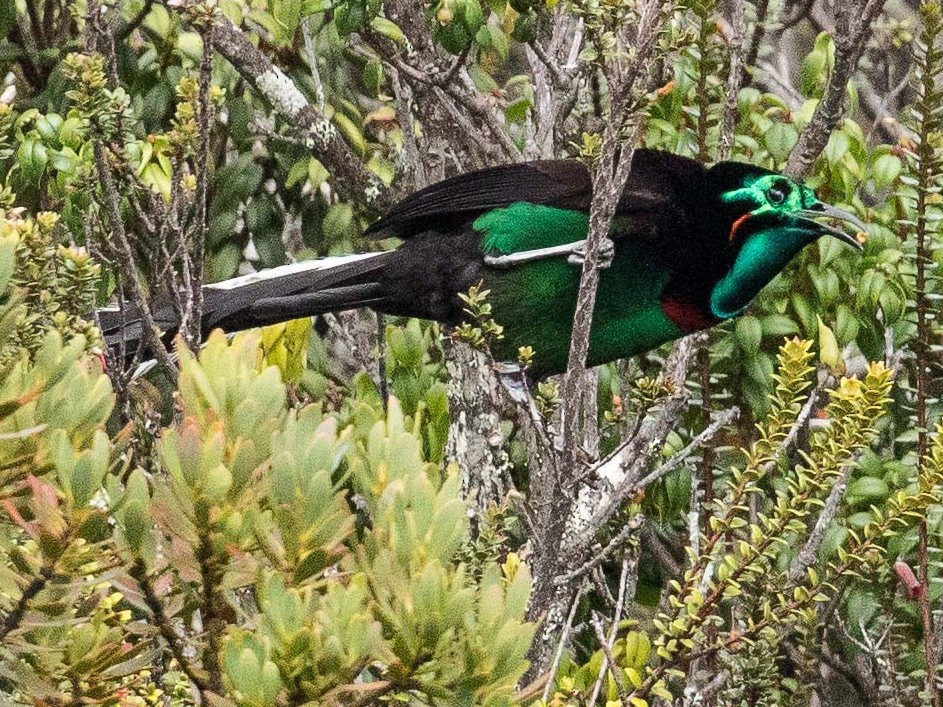 splendid astrapia - eBird