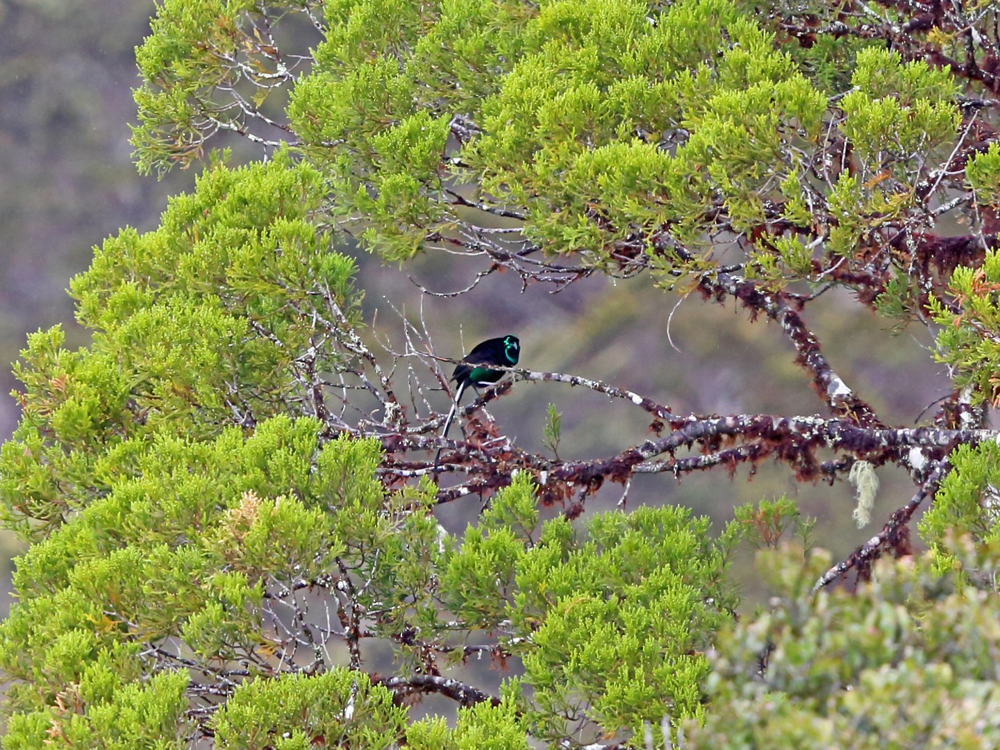 Splendid Astrapia - eBird