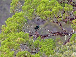 Splendid Astrapia - eBird