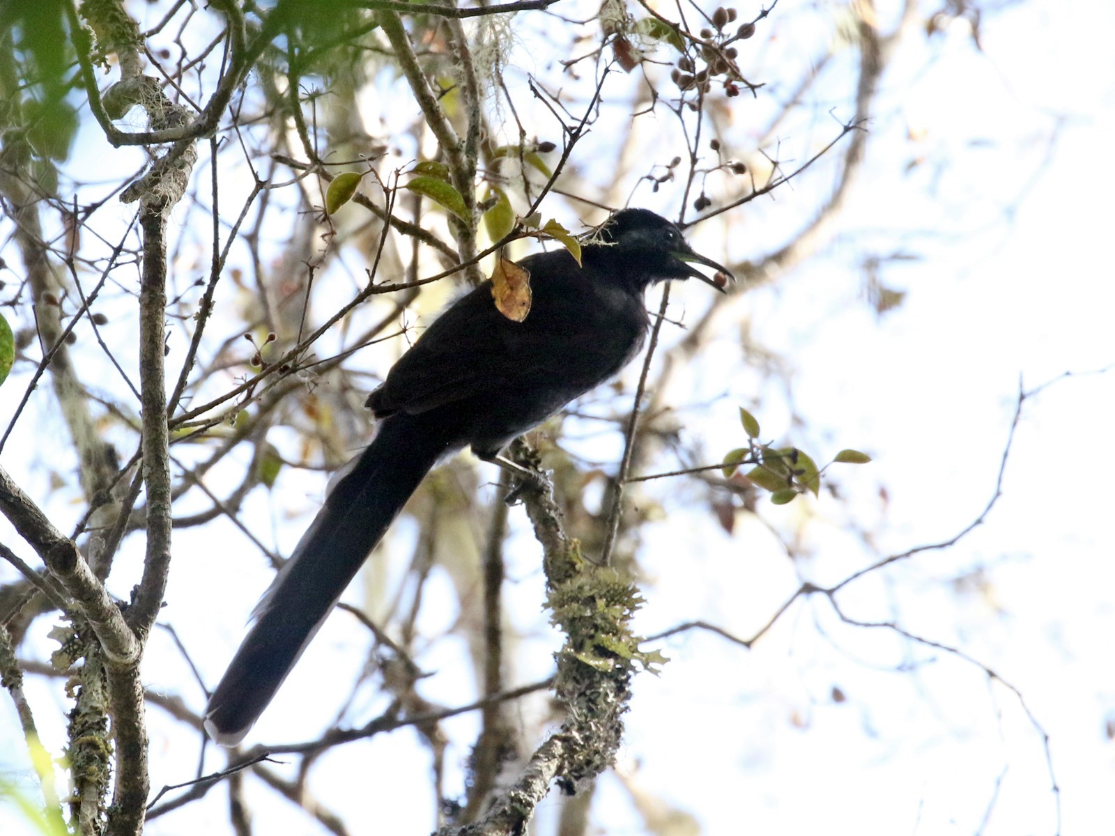 Arfak Astrapia - eBird