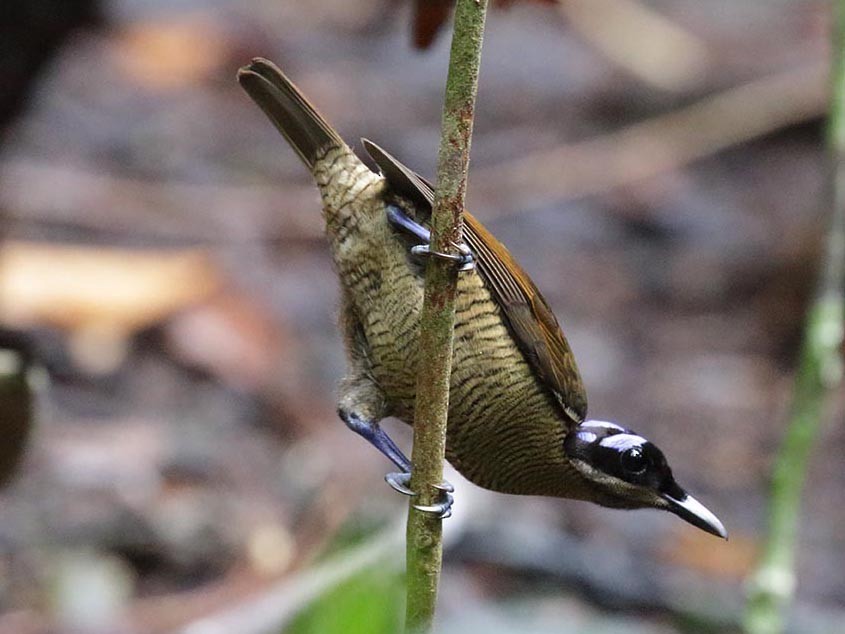 Wilson's Bird-of-Paradise - eBird
