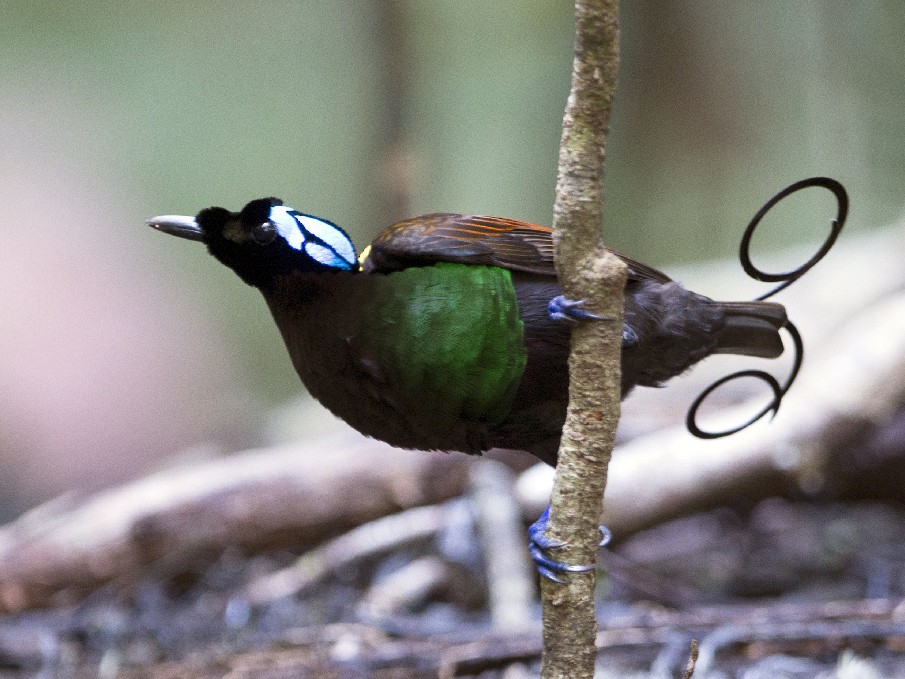 wilson's bird-of-paradise - eBird
