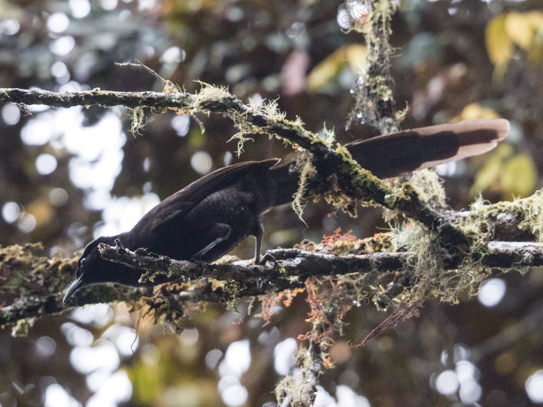 Arfak Astrapia - eBird