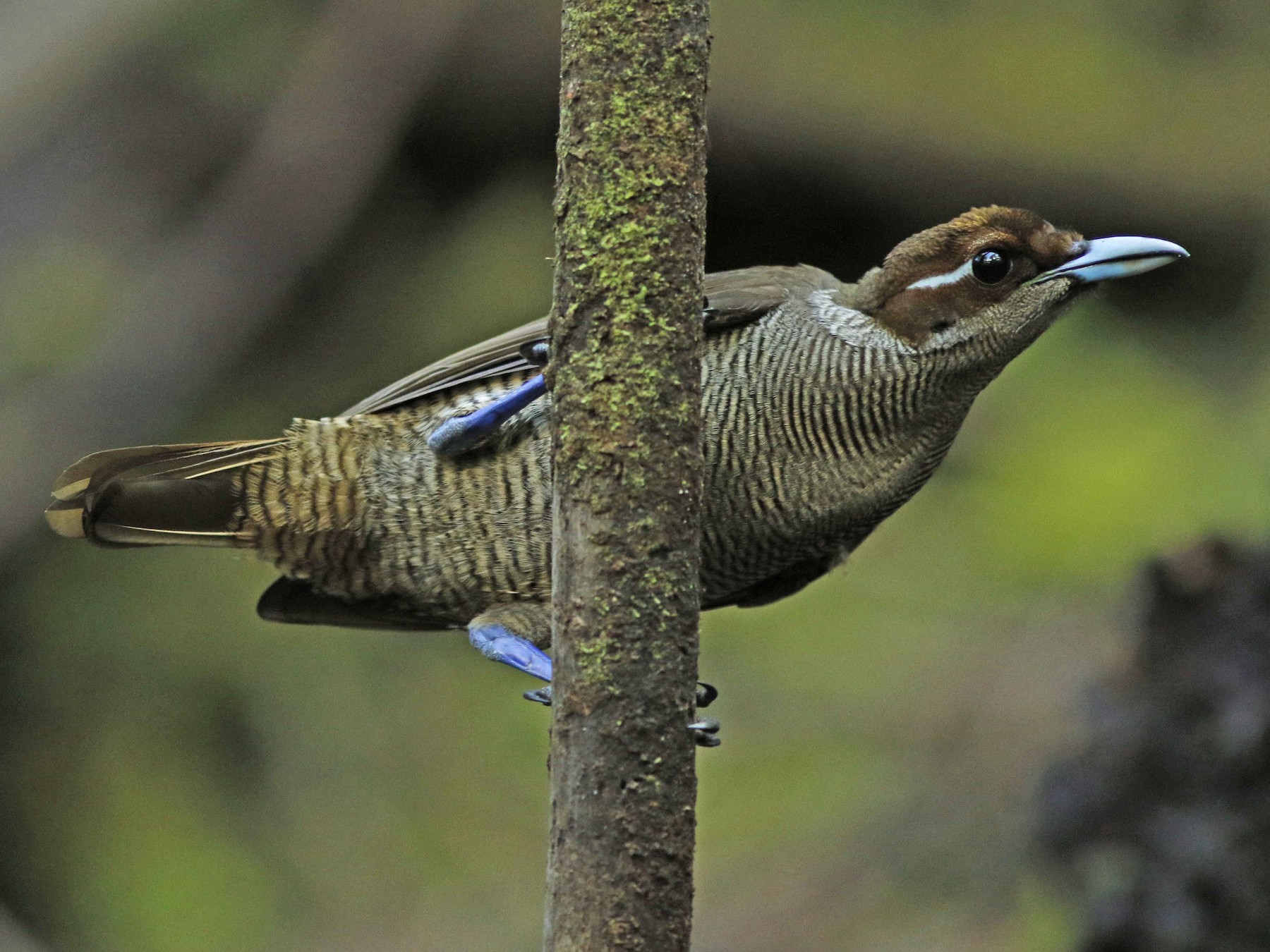 Magnificent Bird-of-Paradise - eBird
