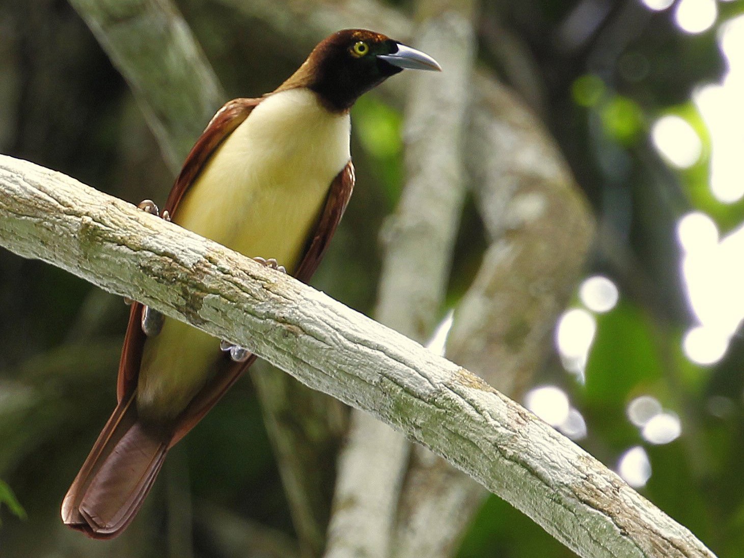 Lesser Bird-of-Paradise - eBird