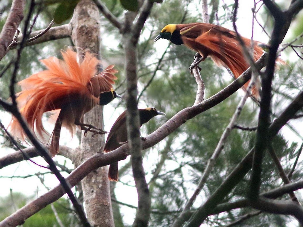 Raggiana Bird-of-Paradise - eBird