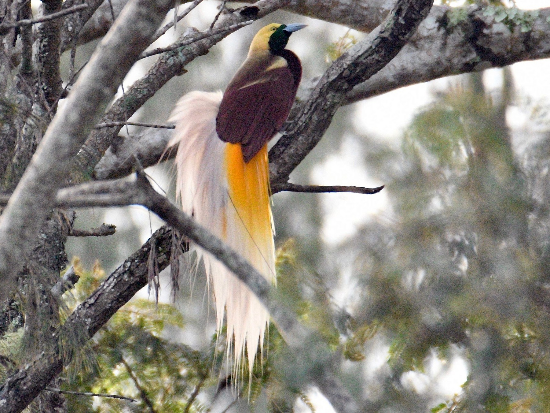 Lesser Bird-of-Paradise - eBird
