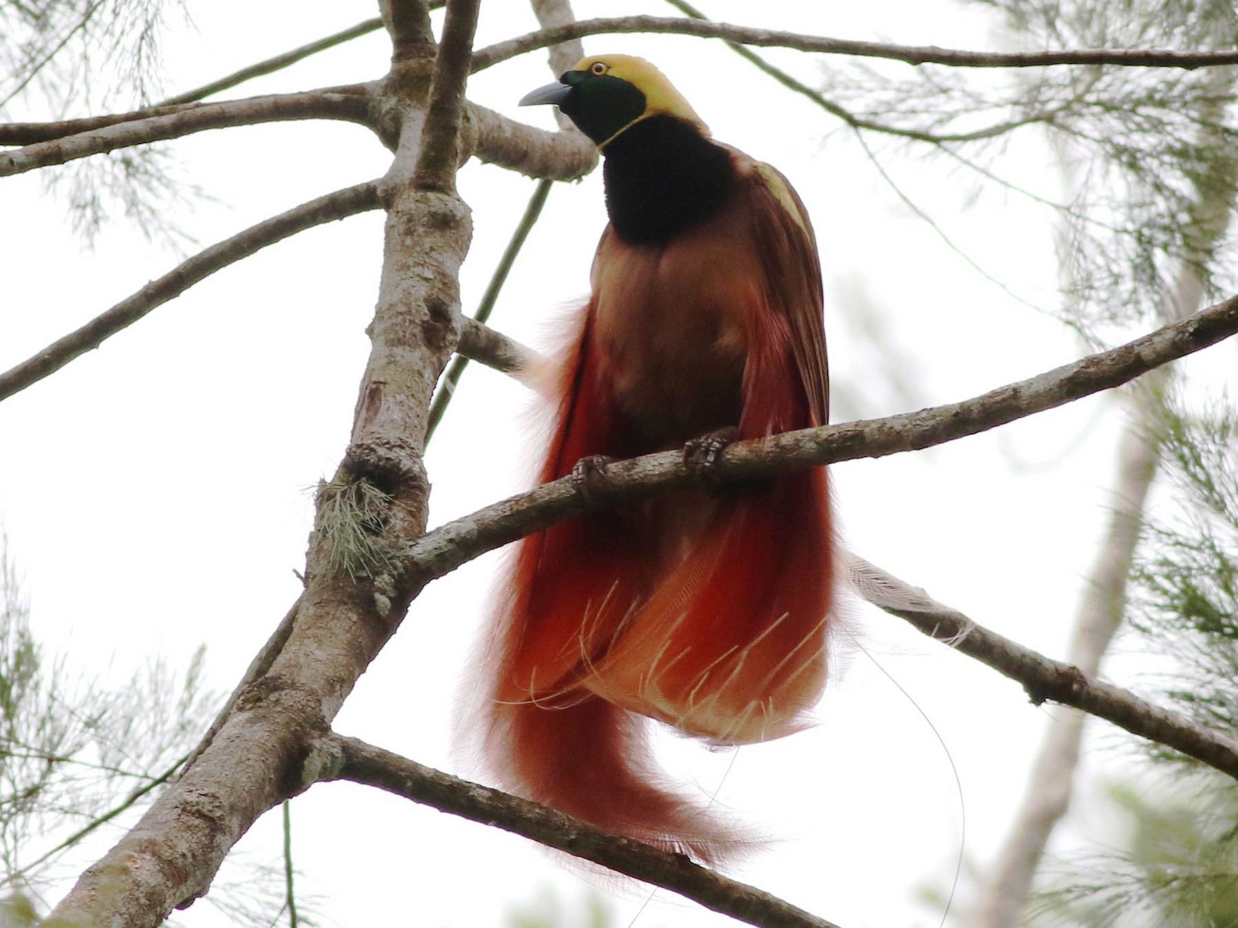 Raggiana Bird-of-Paradise - eBird