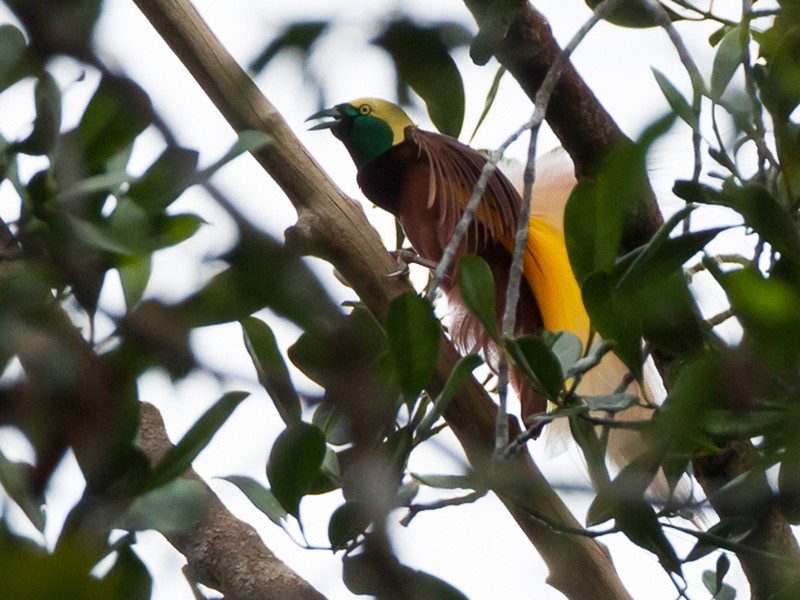 Greater Bird-of-Paradise - eBird